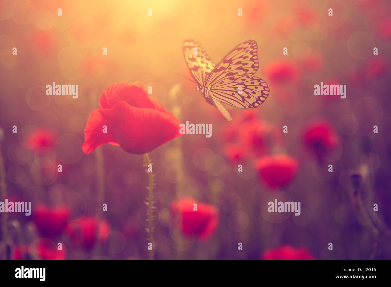 Butterfly and poppy flower in sunset Stock Photo - Alamy