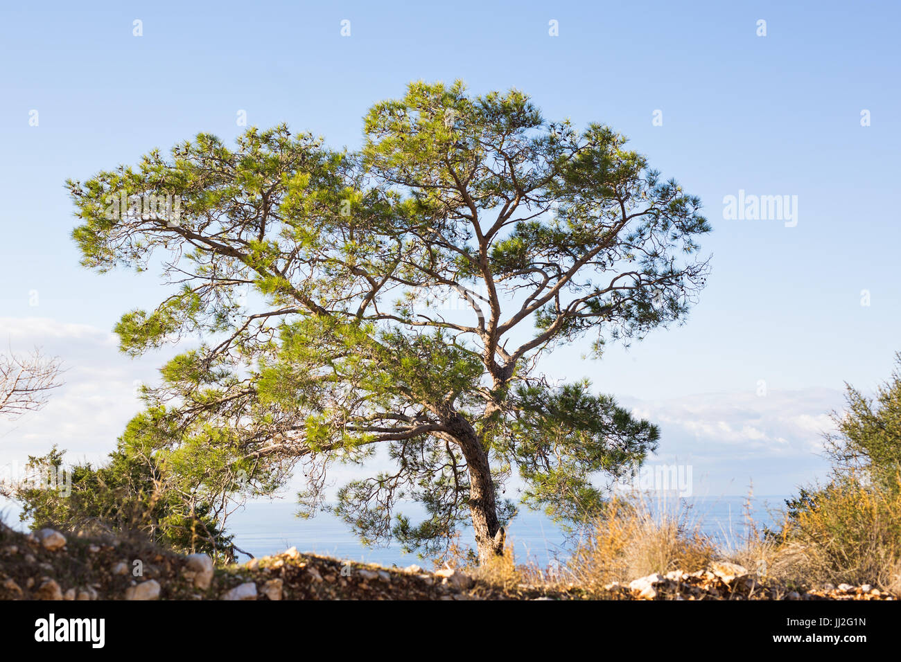 Lonely tree growing on top of the rock Stock Photo - Alamy