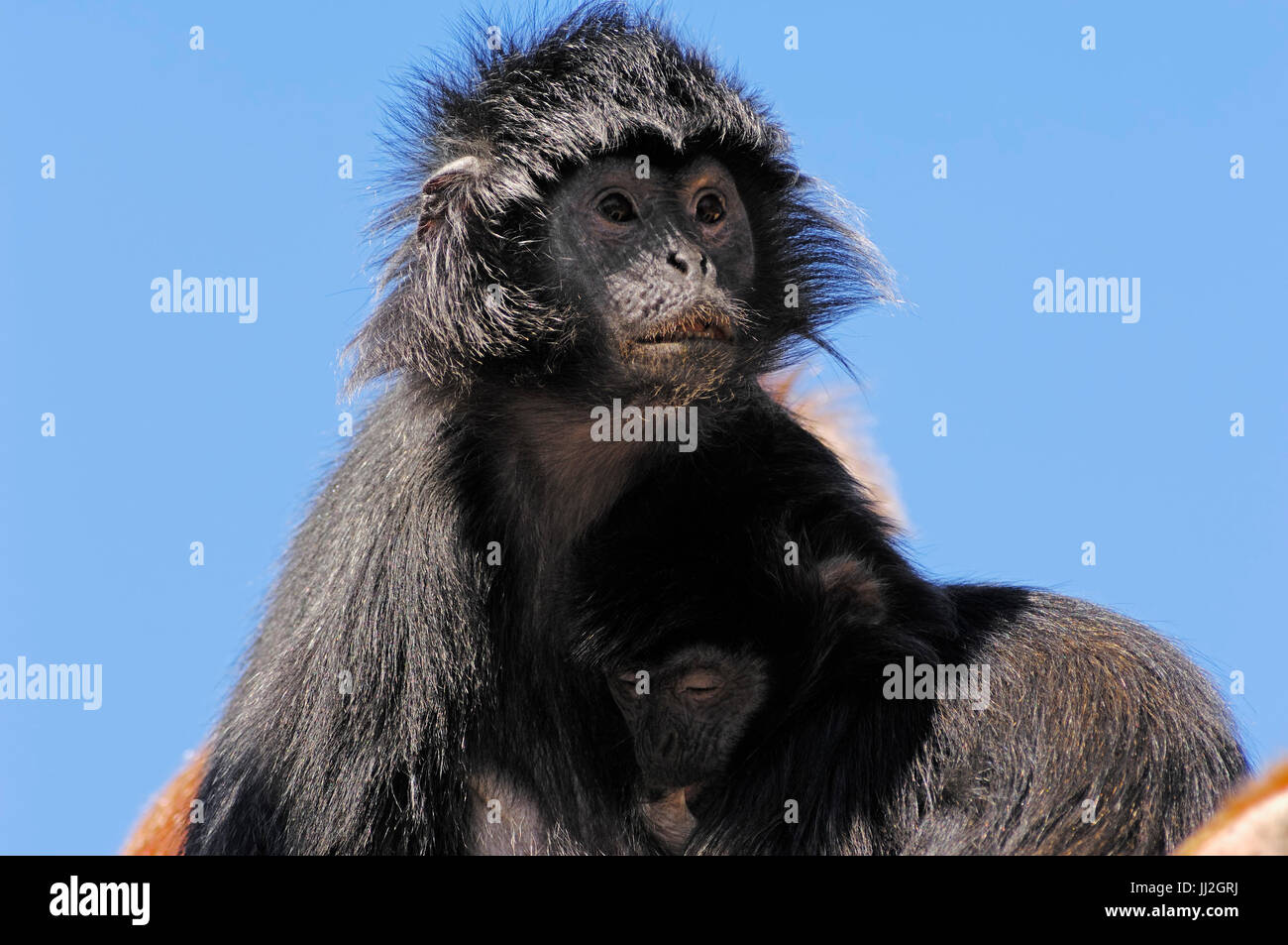 Javan Langur, female nursing young / (Trachypithecus auratus auratus ...