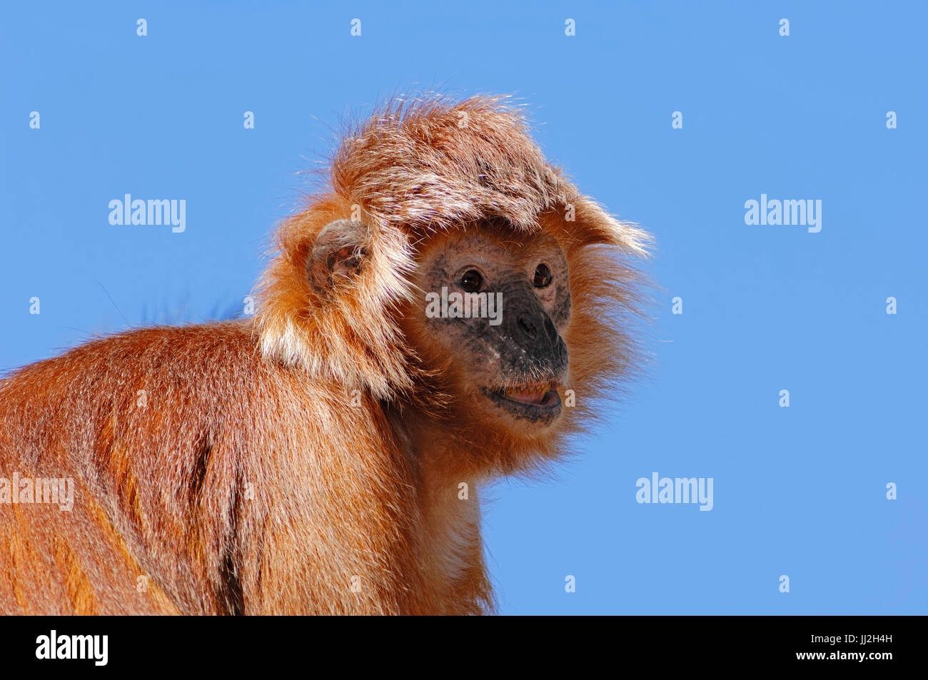 Javan Langur / (Trachypithecus auratus auratus, Presbytis auratus ...