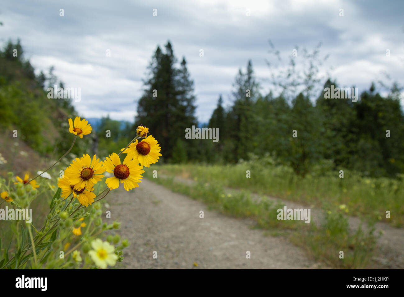 Wild Flowers In British Columbia at Oscar Godson blog