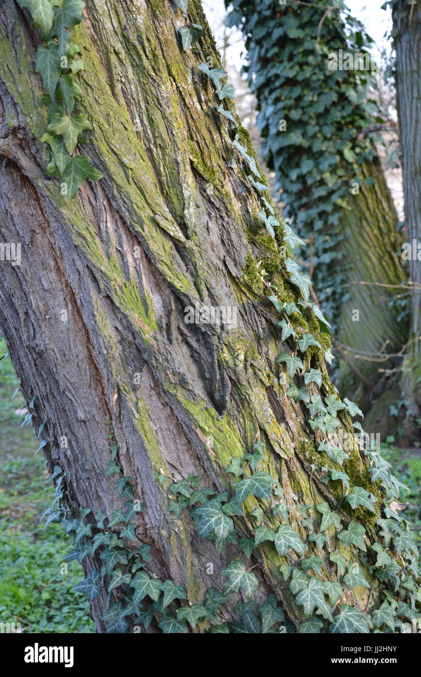 Old overgrown tree with leaves close up from the side Stock Photo - Alamy