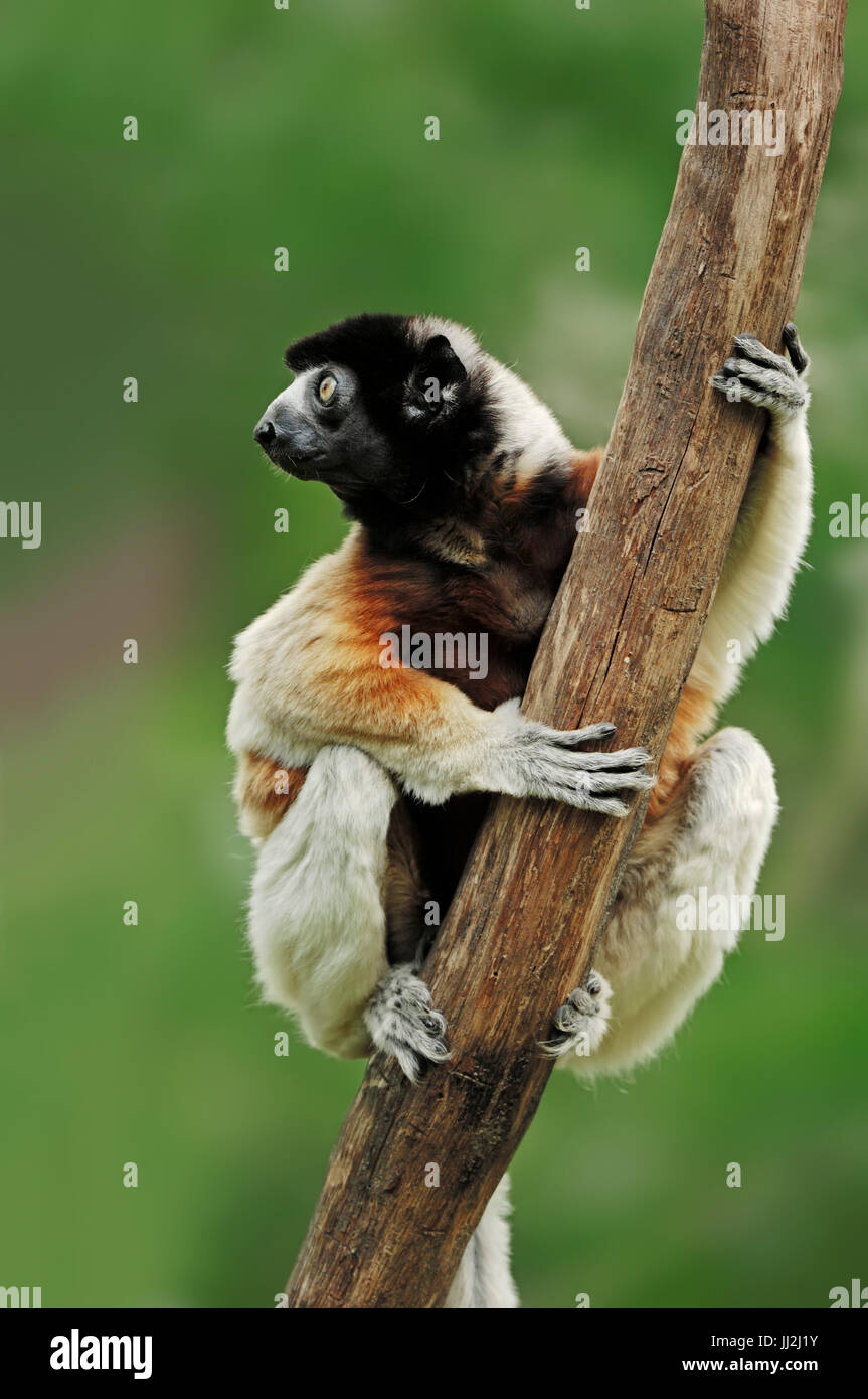 Crowned Sifaka / (Propithecus coronatus, Propithecus verreauxi ...