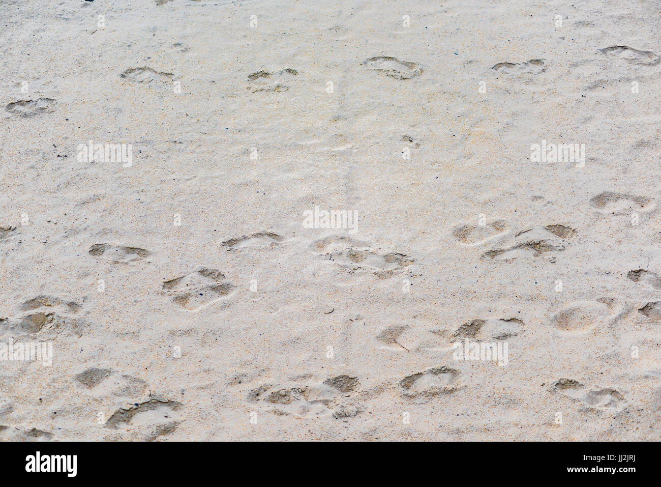 Footprints on grey sand during sunset closeup Stock Photo - Alamy