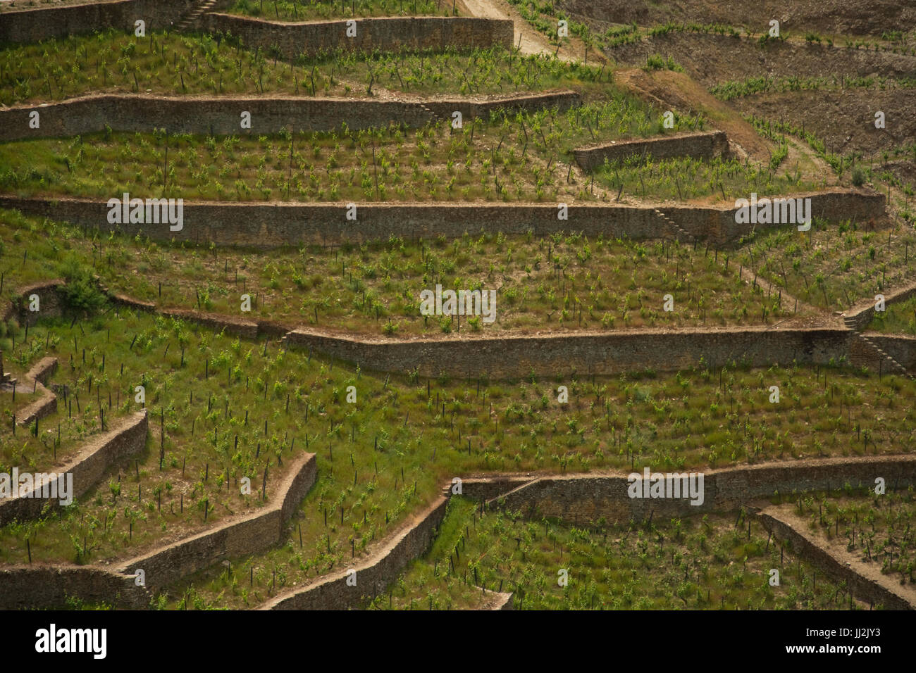 EUROPE, PORTUGAL, Cima-Corgo, Quinta do Seixo Bodega, terrace of port ...