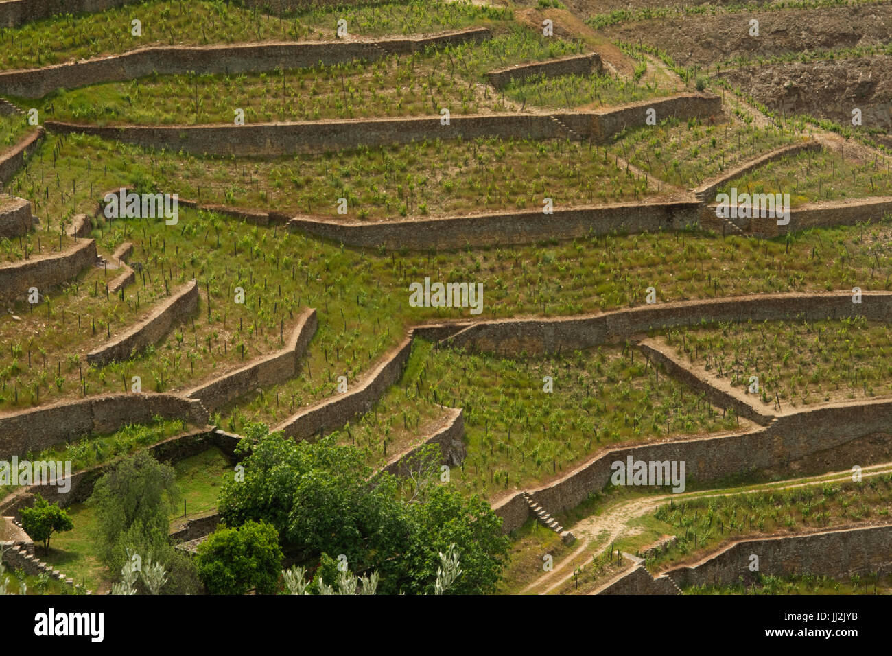 EUROPE, PORTUGAL, Cima-Corgo, Quinta do Seixo Bodega, terrace of port ...