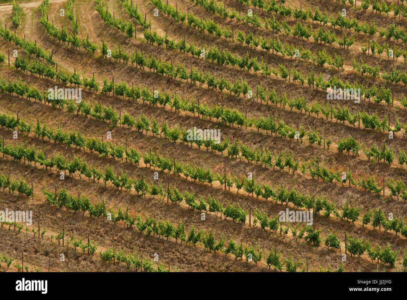 EUROPE, PORTUGAL, Cima-Corgo, Quinta do Seixo Bodega, terrace of port ...