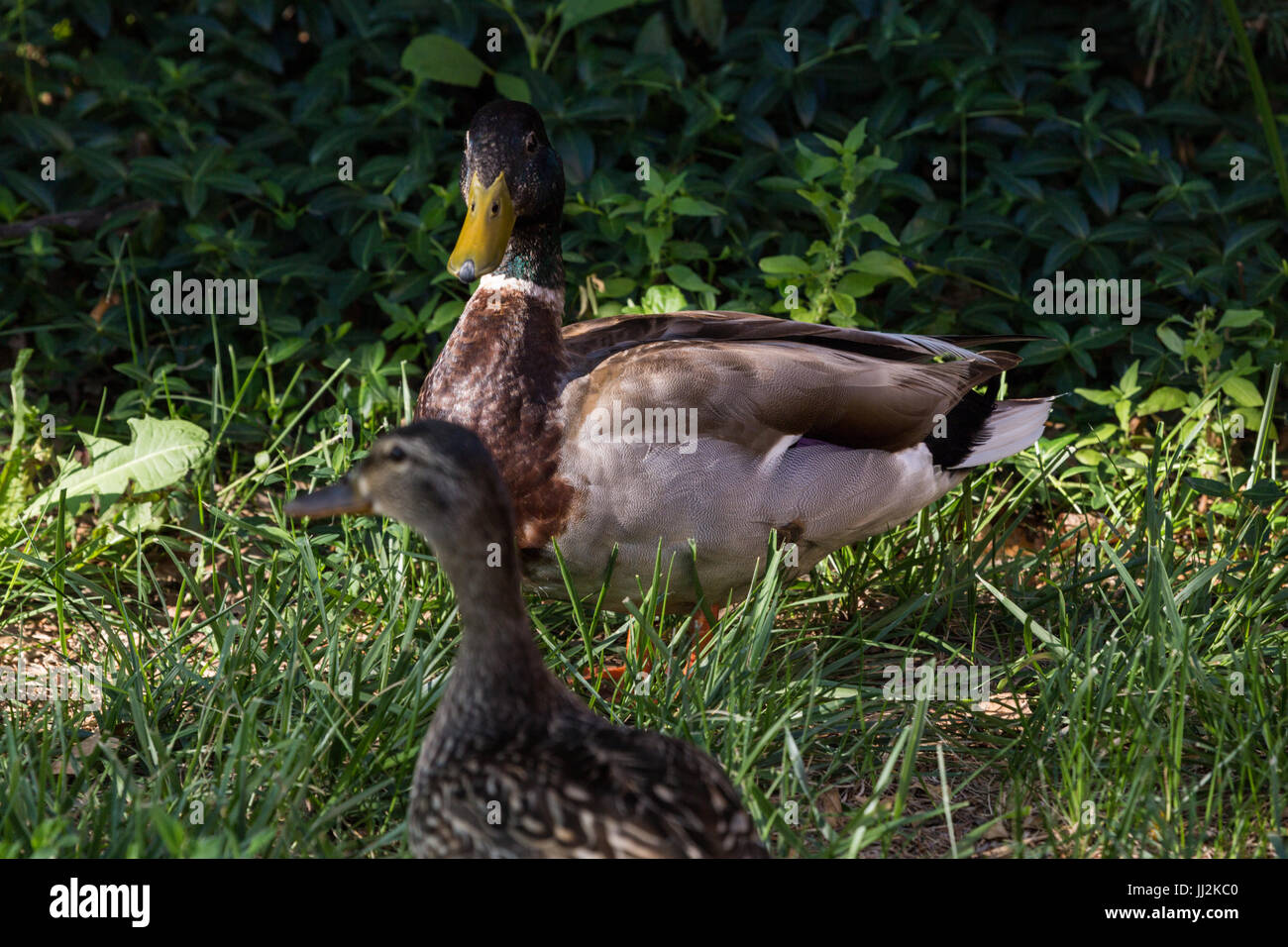 Pair of very tame ducks Stock Photo - Alamy