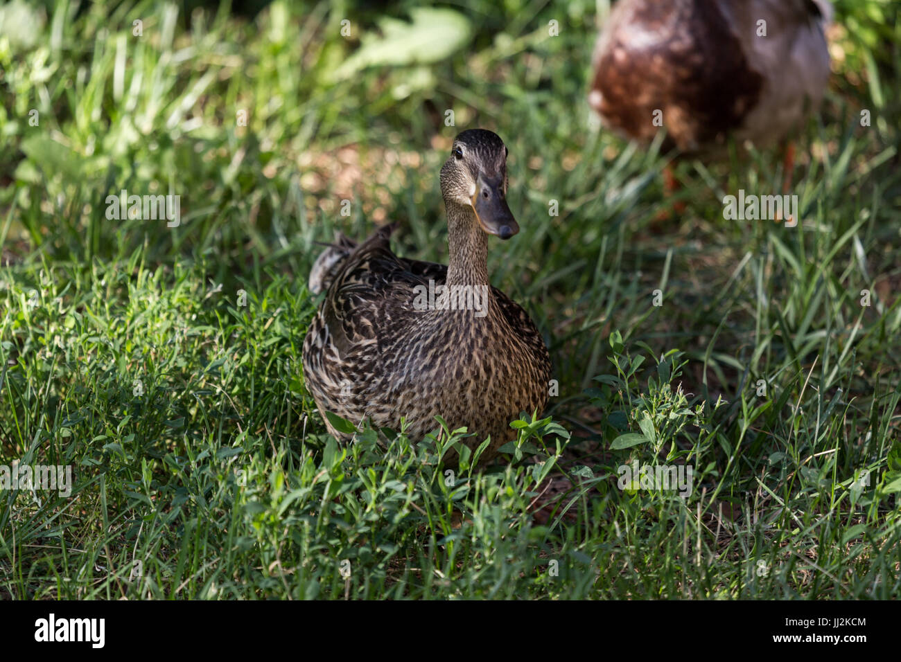 Pair of very tame ducks Stock Photo - Alamy