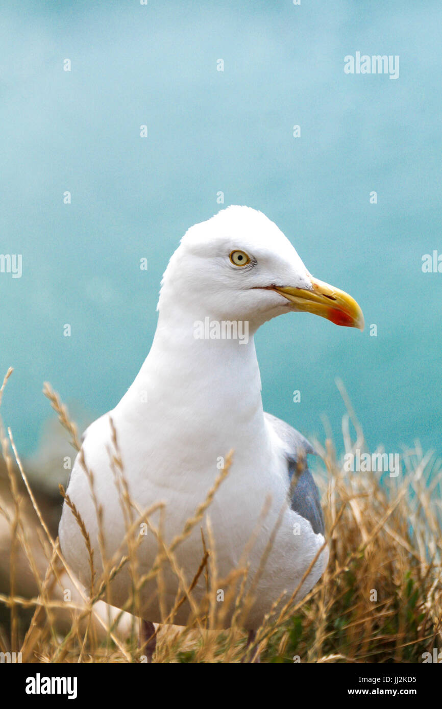 Portrait dun goeland hi-res stock photography and images - Alamy
