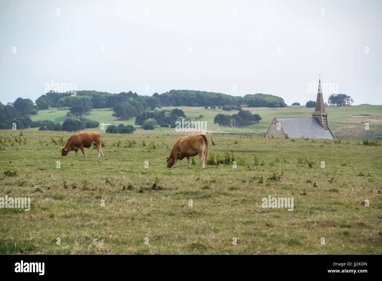 Normandie cows hi-res stock photography and images - Alamy