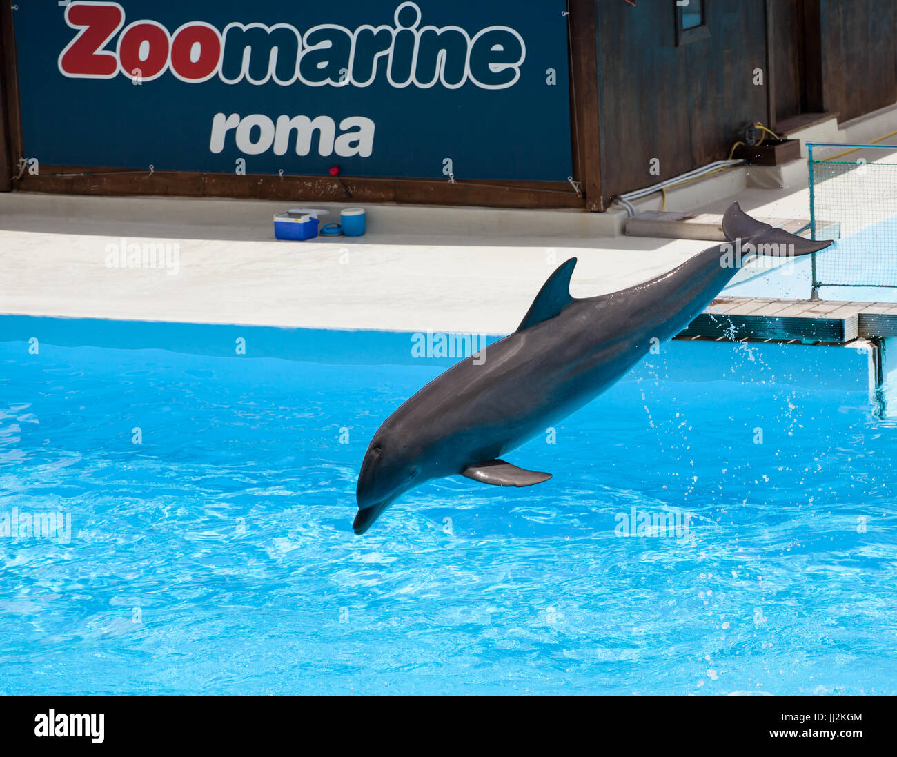 Torvaianica, Italy - june 24, 2013: Clear water with amazing dolphins ...