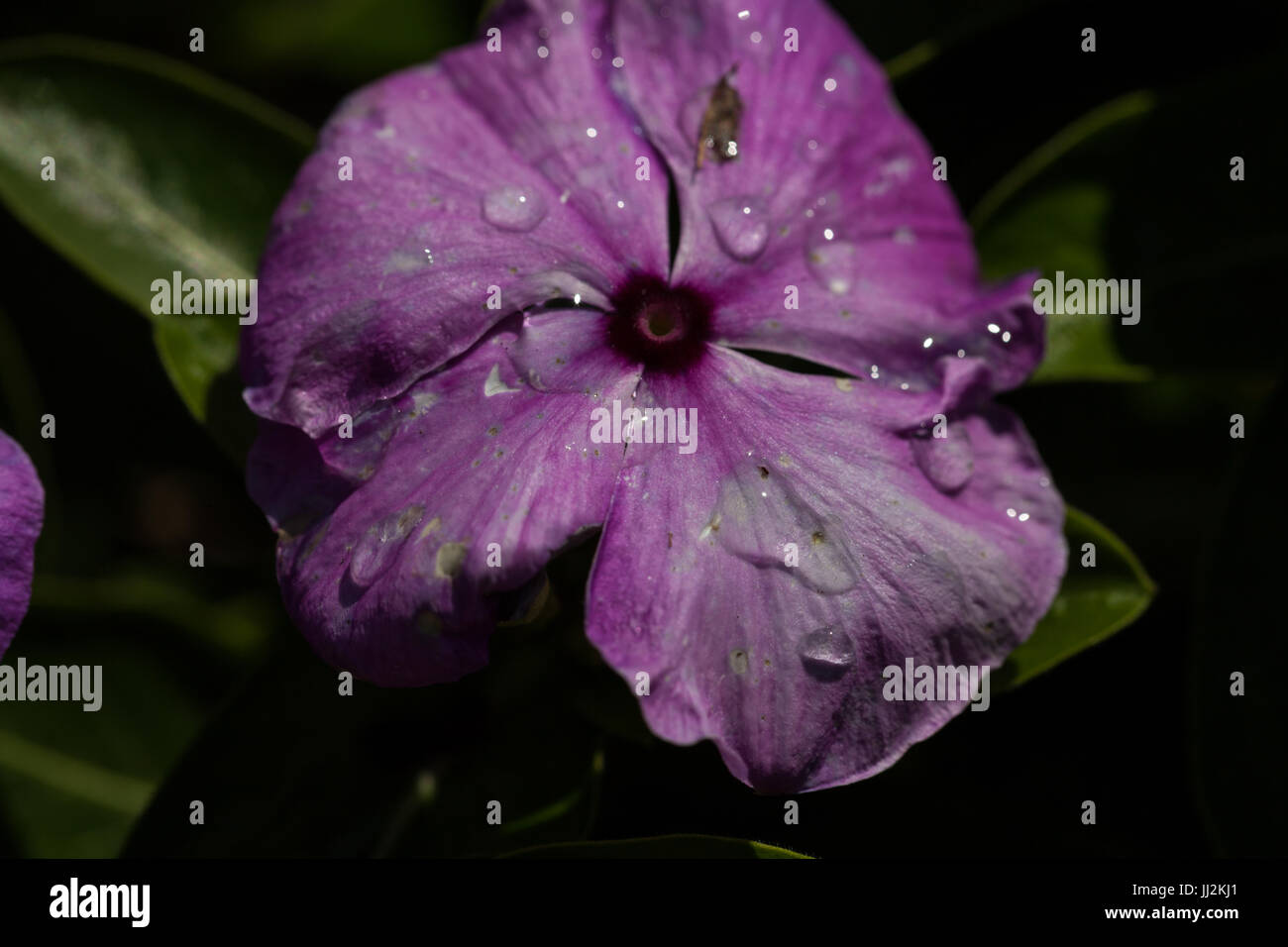 Purple Flower with water droplets Stock Photo - Alamy
