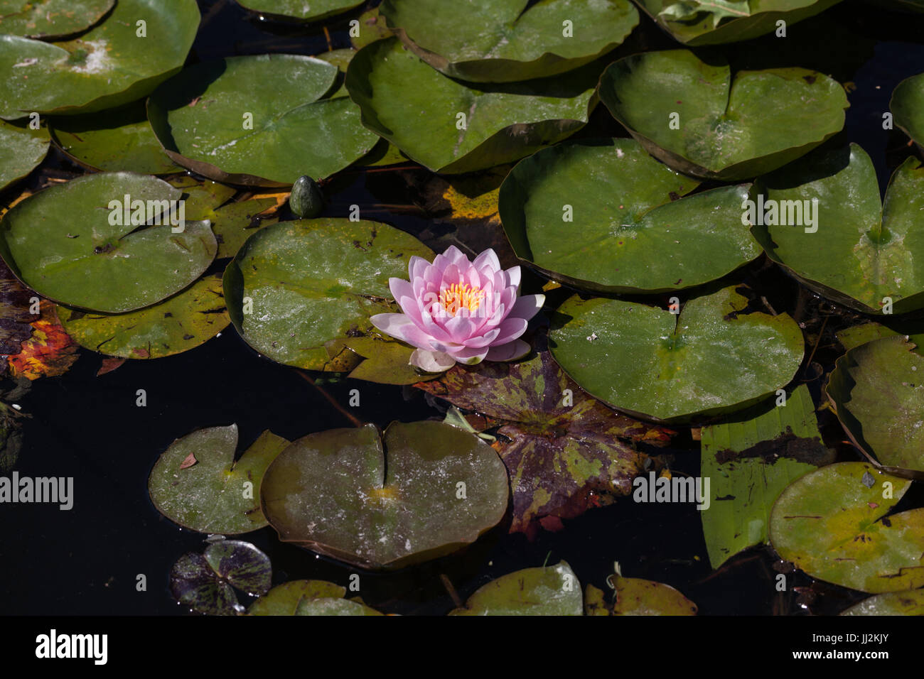 Water lily bloom hi-res stock photography and images - Alamy