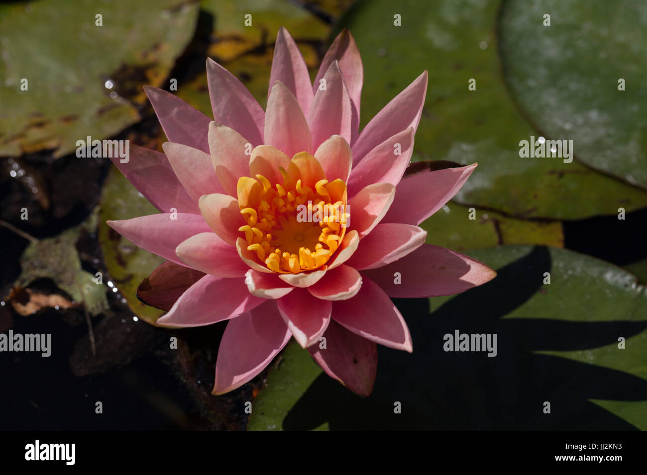 Water lily bloom hi-res stock photography and images - Alamy