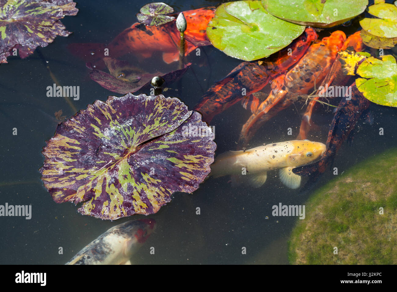 Koi fish swim beneath lily pads Stock Photo - Alamy