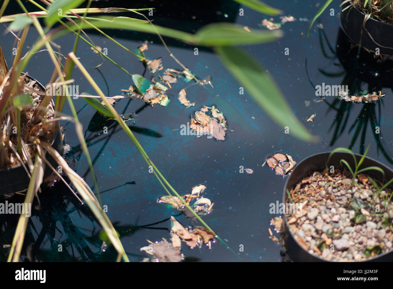 Still water with floating leaves Stock Photo - Alamy