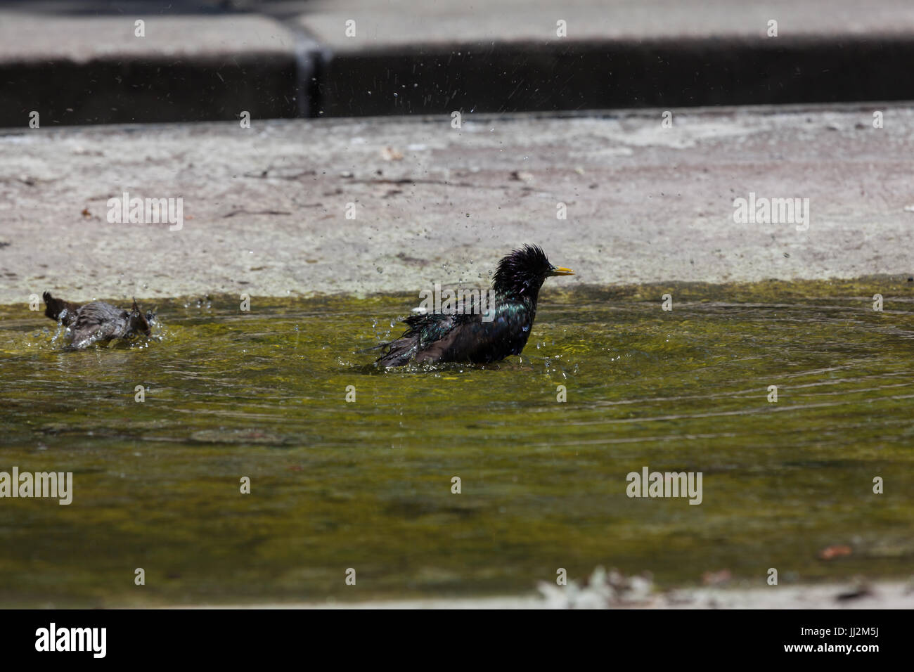 Bird cooling off hi-res stock photography and images - Alamy