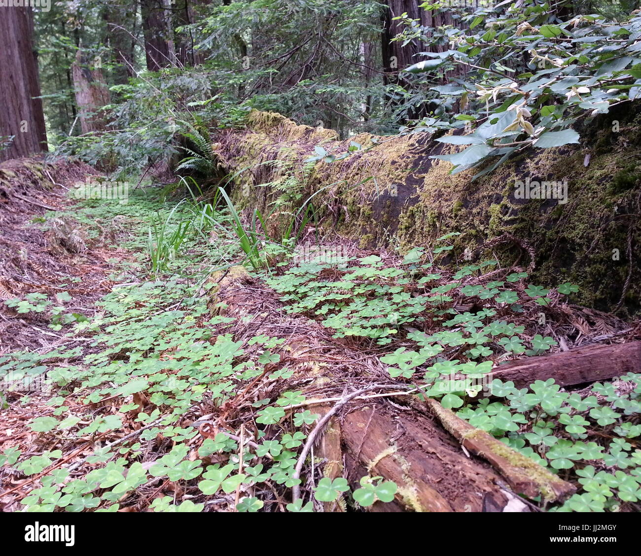 Inside of tree hi-res stock photography and images - Alamy