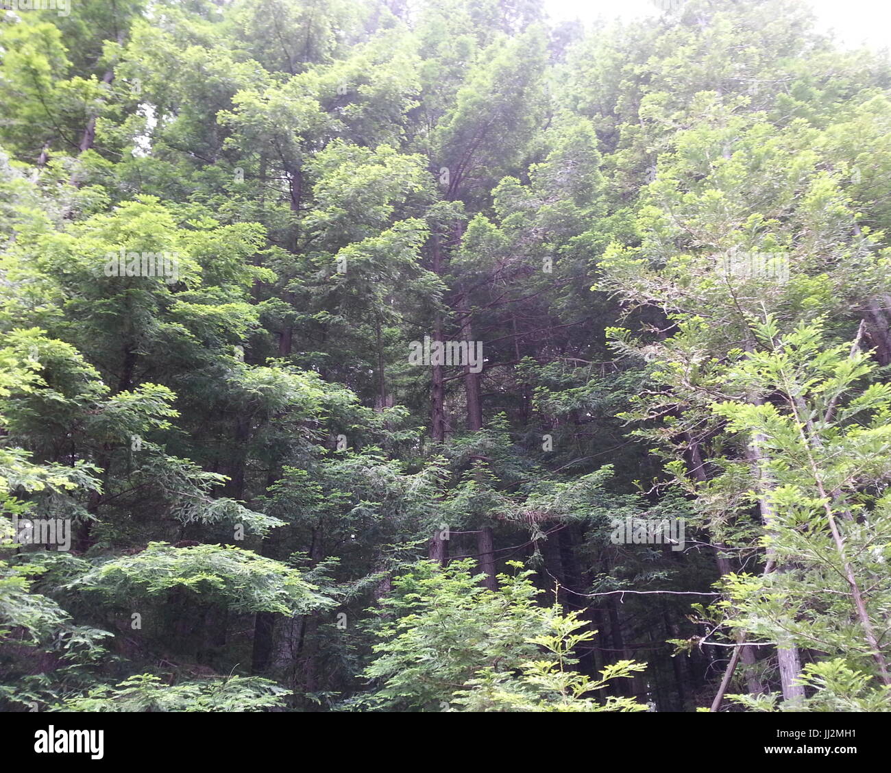 Towering green forest hi-res stock photography and images - Alamy