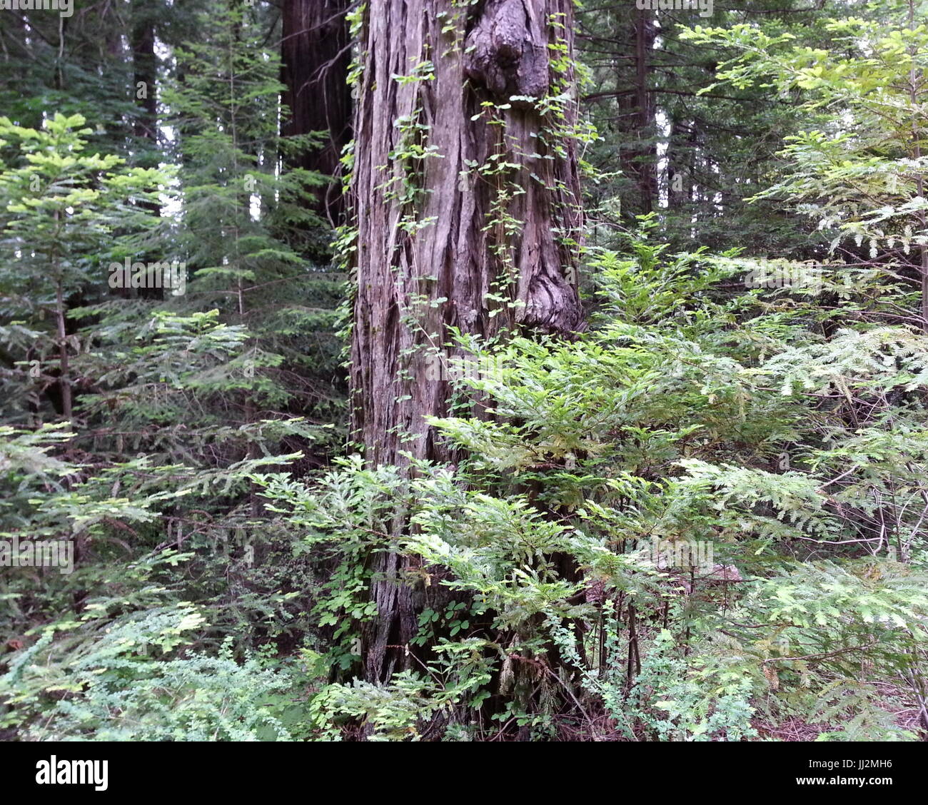 Tree vines hi-res stock photography and images - Alamy