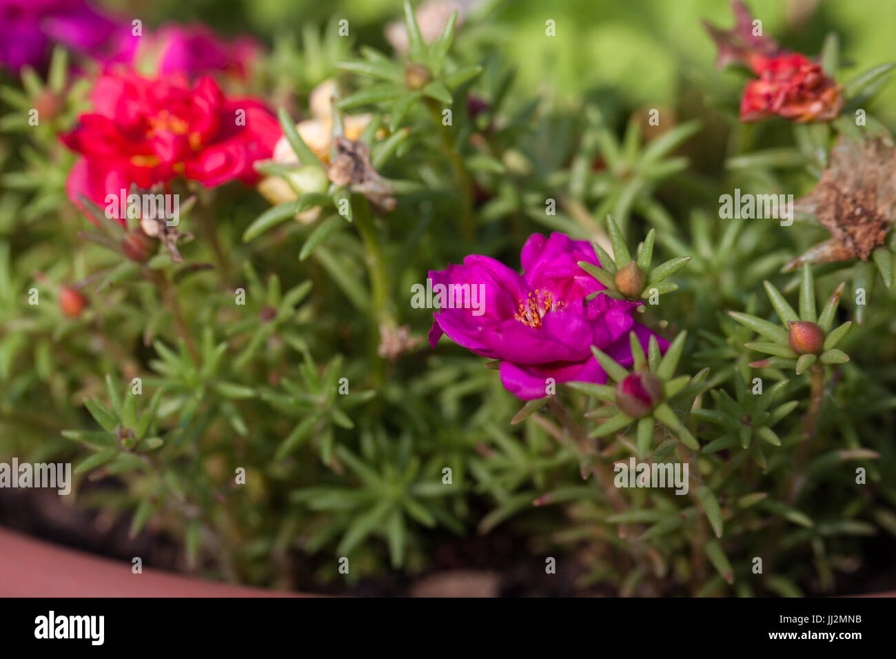 Moss rose flower hi-res stock photography and images - Alamy