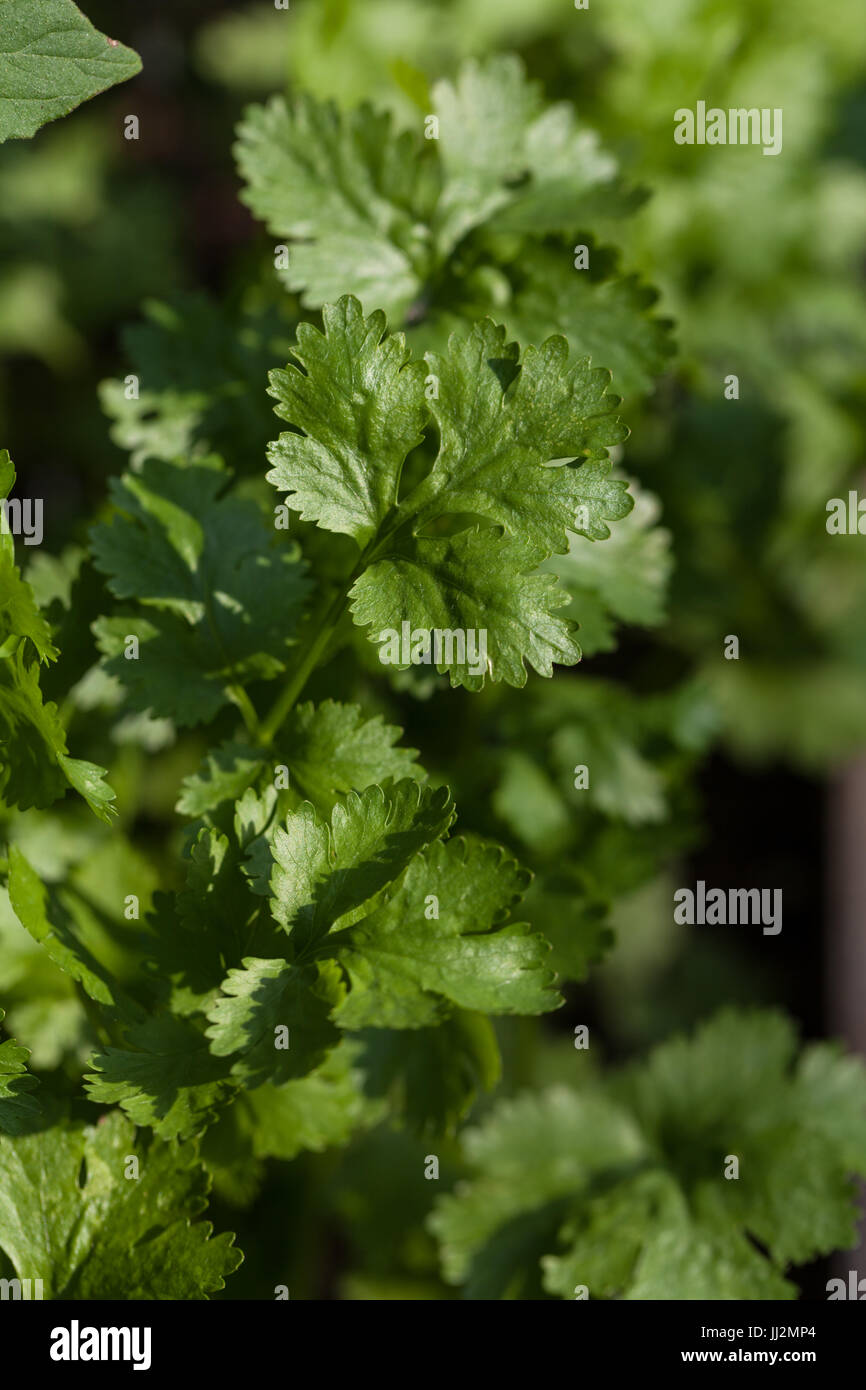 Cilantro leaves hi-res stock photography and images - Alamy