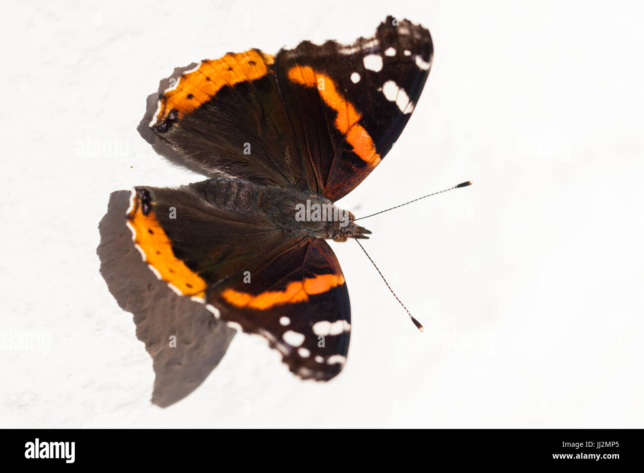 Painted lady butterfly with wings spread hi-res stock photography and ...
