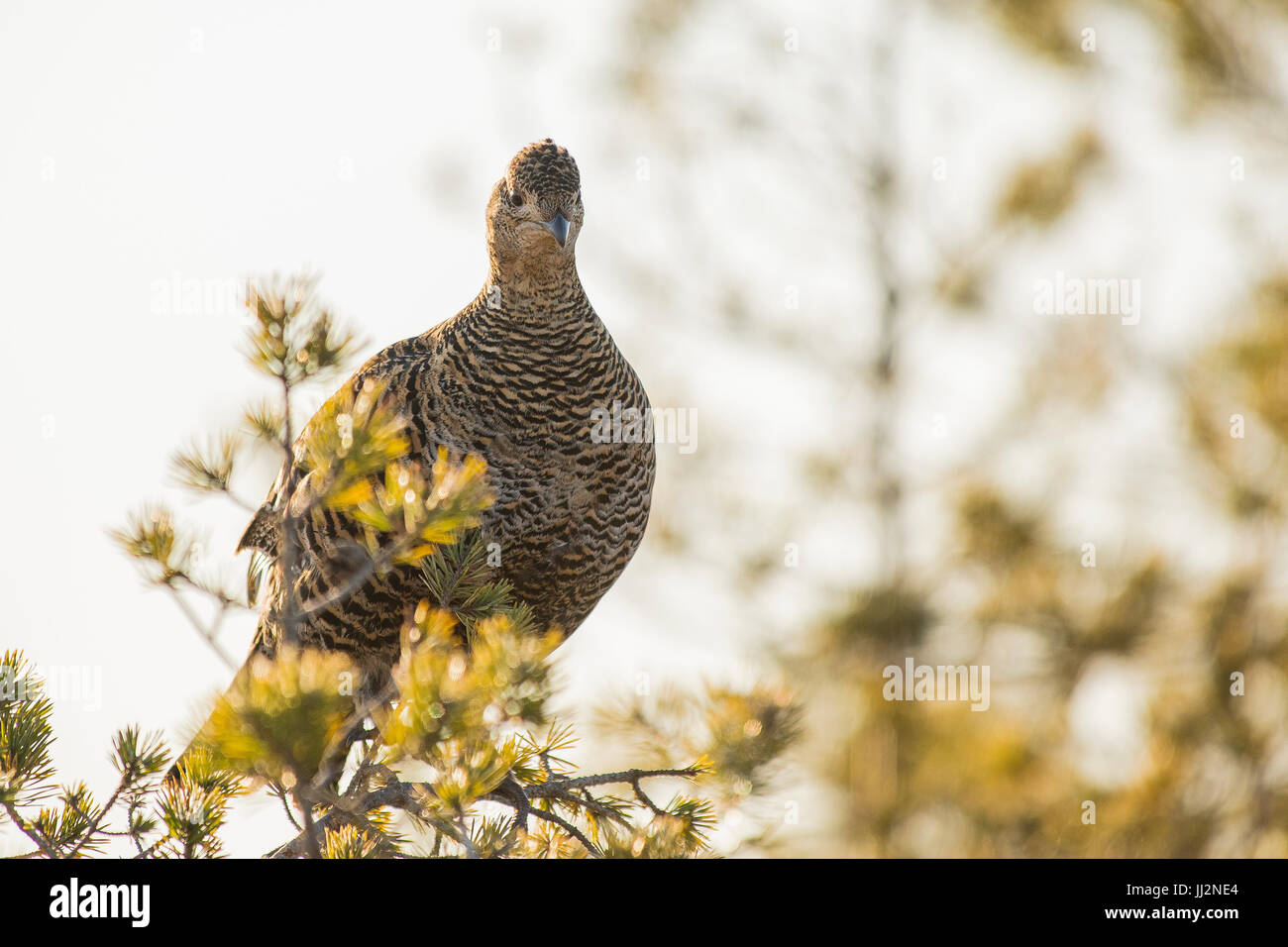 Black grouse hen on the treetop Stock Photo - Alamy