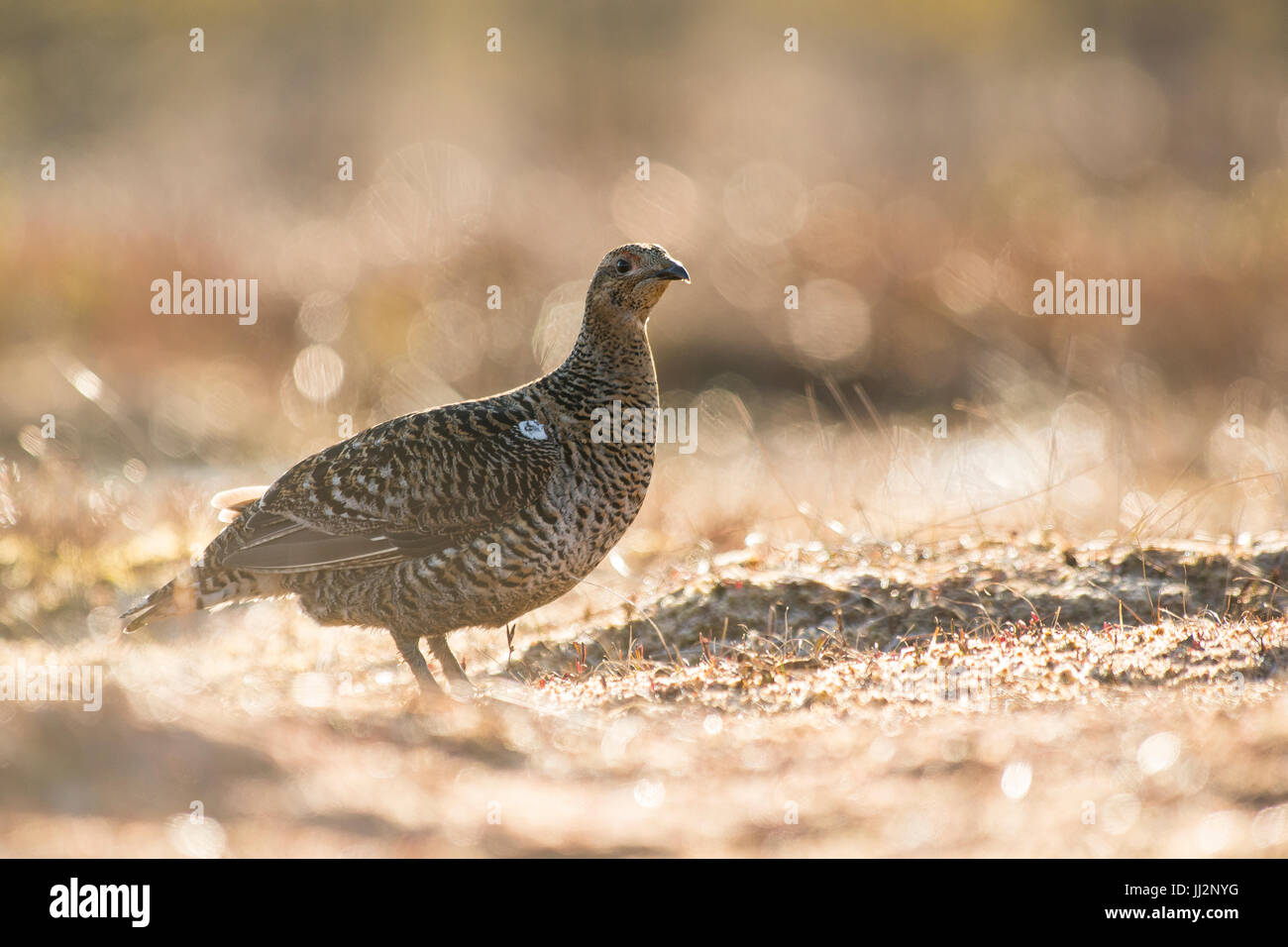 Bog behaviour hi-res stock photography and images - Alamy