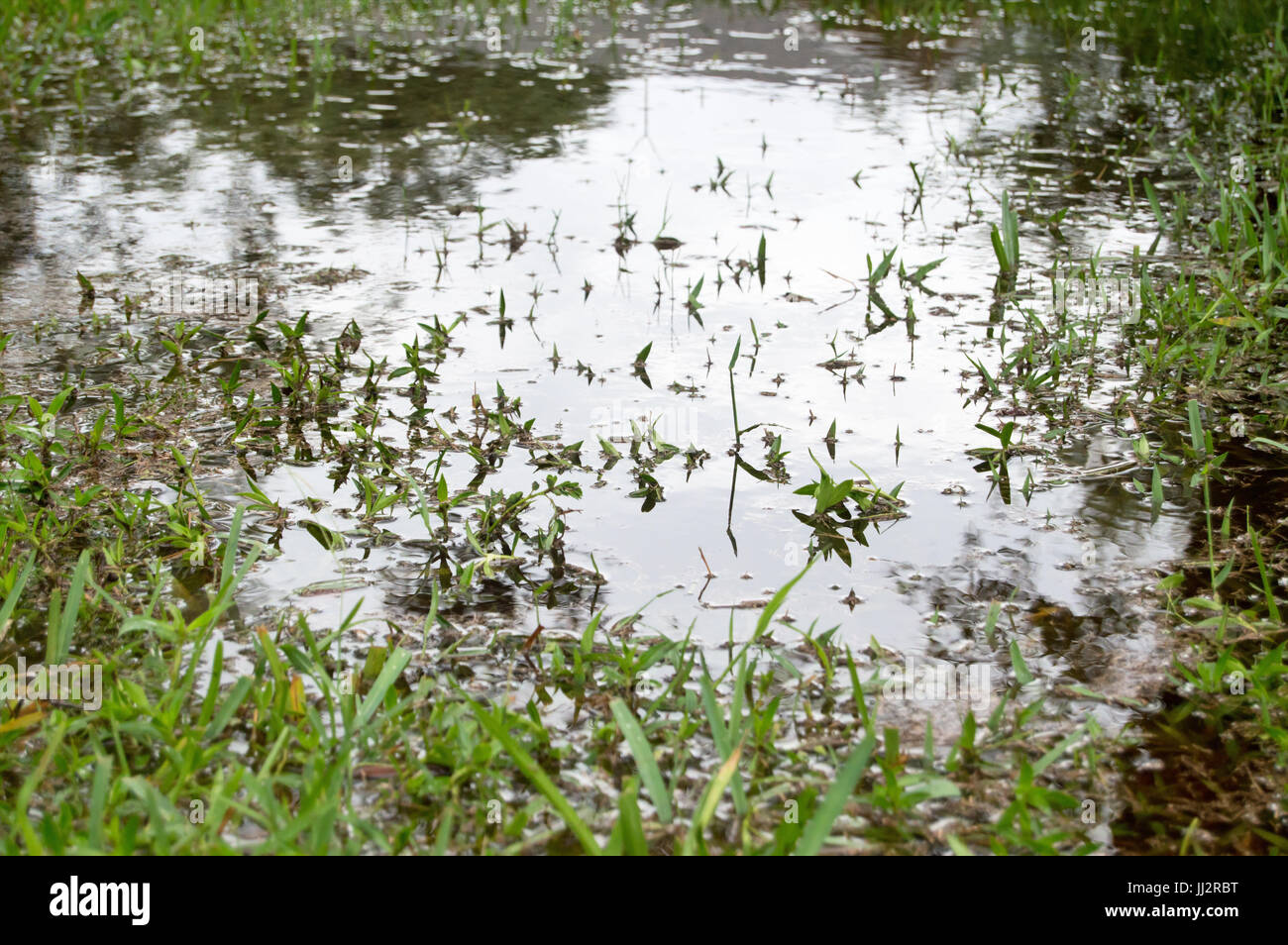 A flooded swampy area of grass and water Stock Photo - Alamy