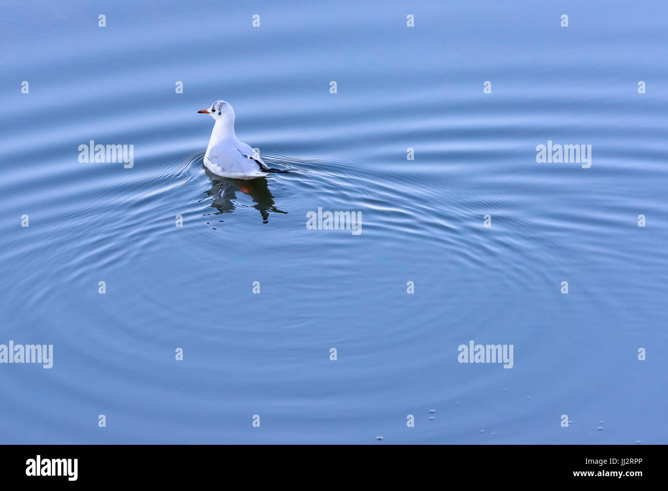 Gull swimming on River Thames Stock Photo - Alamy