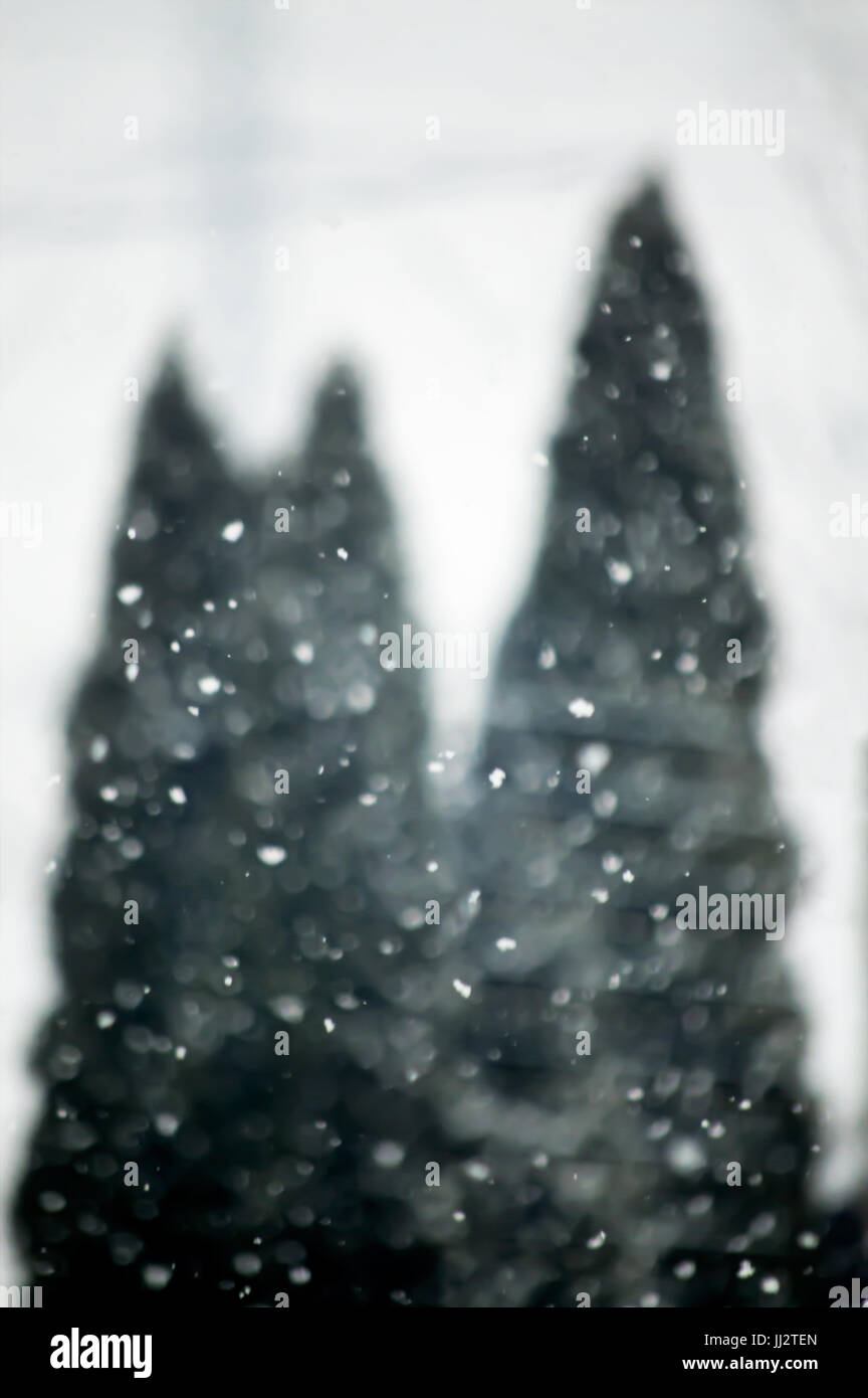 A group of three pine trees blurred with snow flakes flurrying down ...