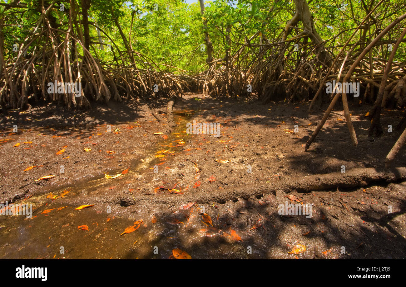 A dry shallow-water tidal mangrove forest drains its last water at low ...