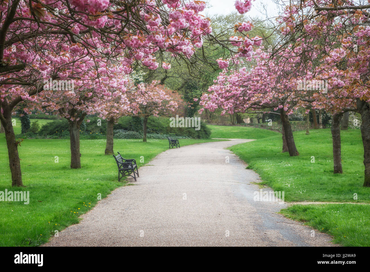 View of a Cherry Tree in Blossom Lining a Pathway through a Beautiful ...