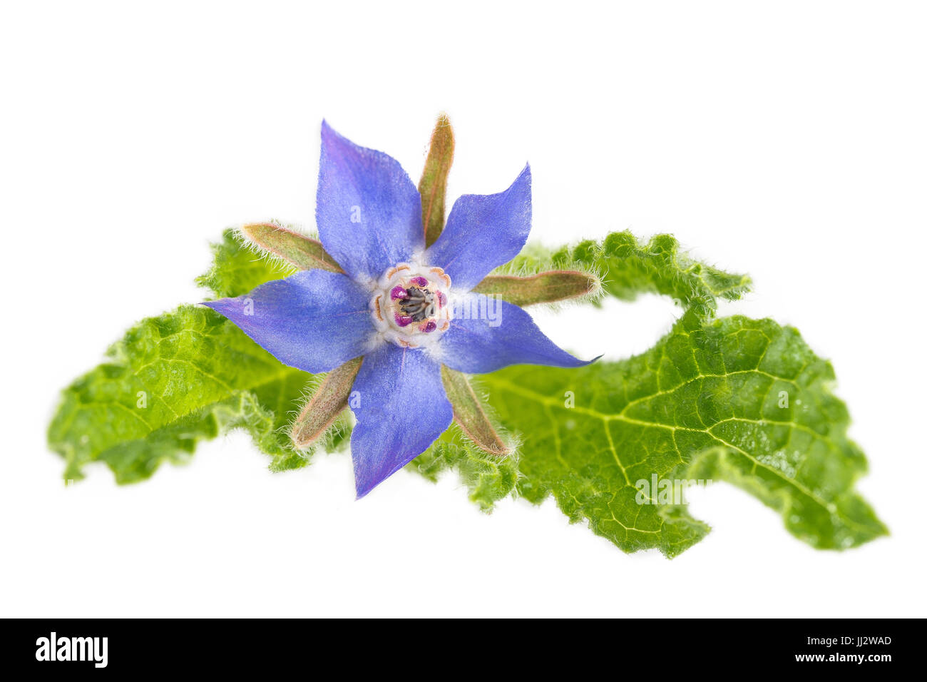 Borage leaf hi-res stock photography and images - Alamy