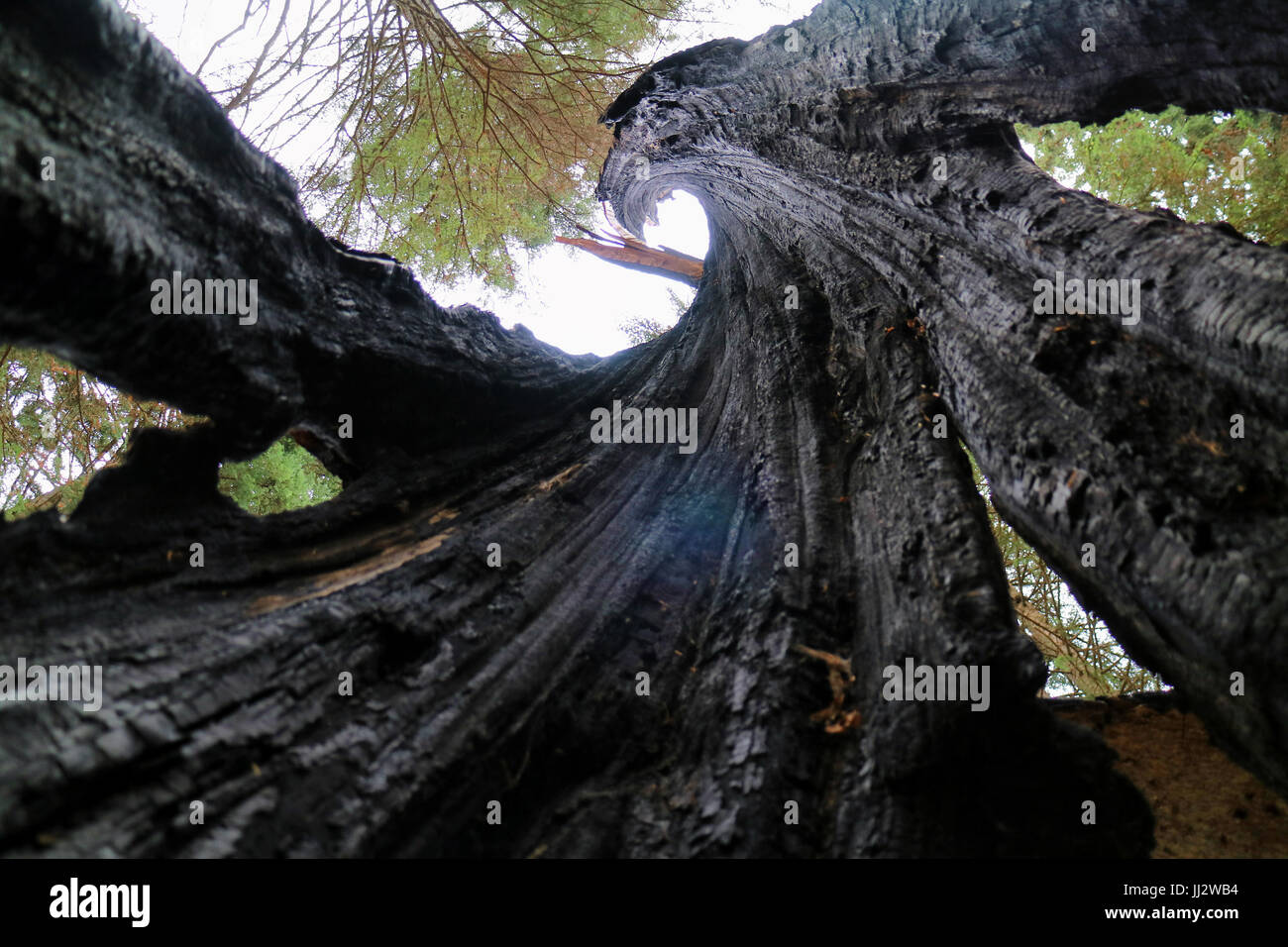 Lightning Tree Damage Stock Photos & Lightning Tree Damage Stock Images ...