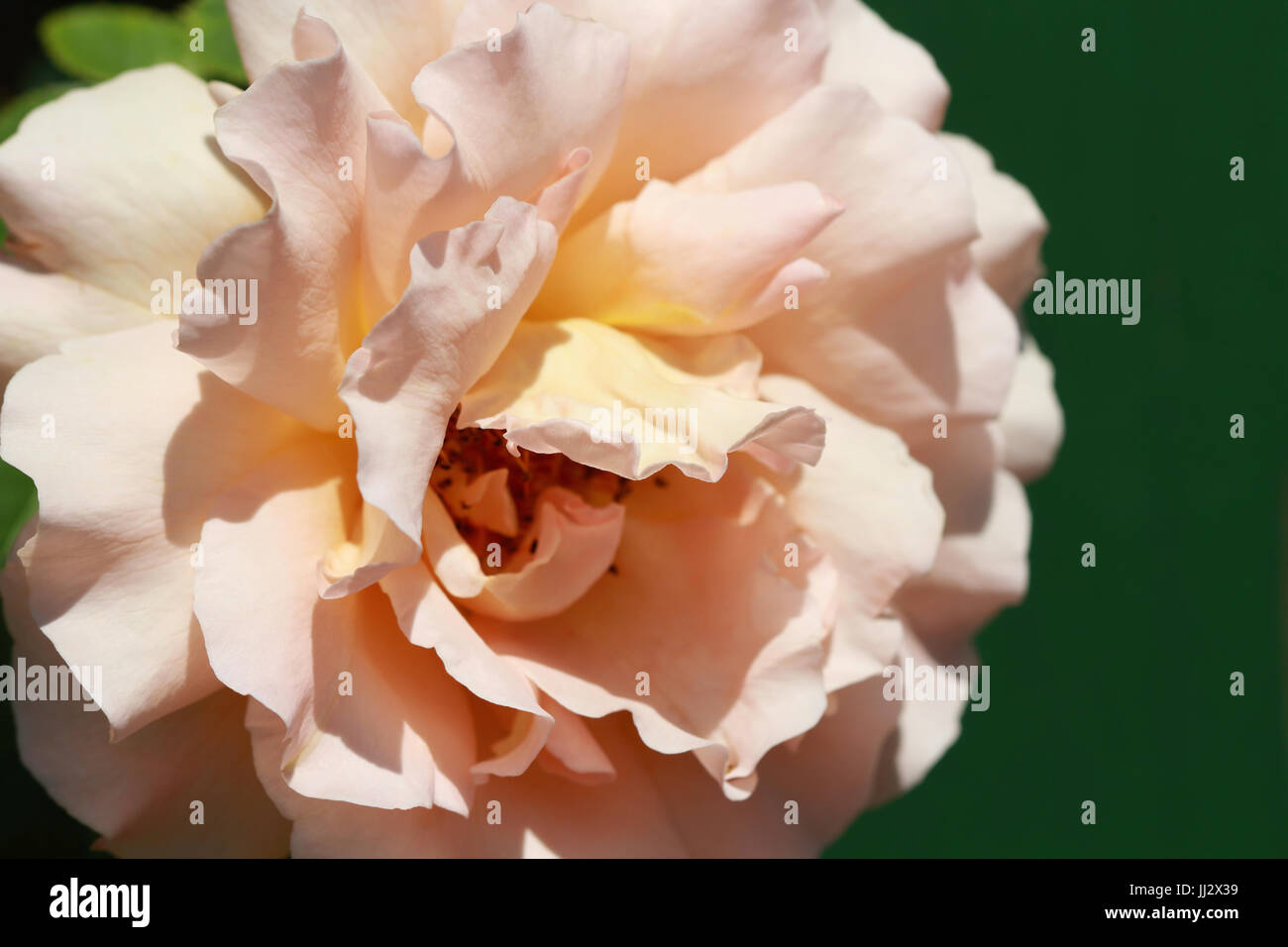 White peach rose hi-res stock photography and images - Alamy