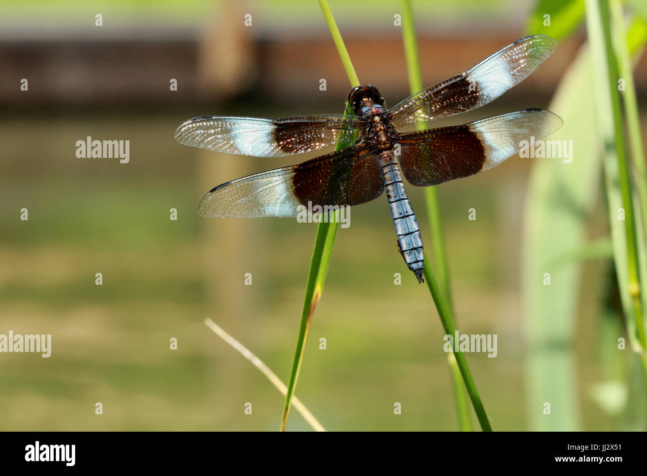 High definition insect clip hi-res stock photography and images - Alamy