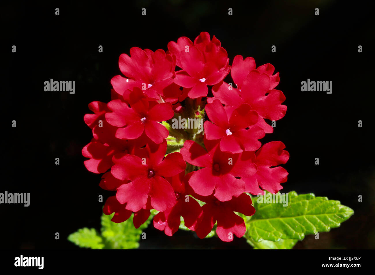 Royal Red Verbena Stock Photo - Alamy