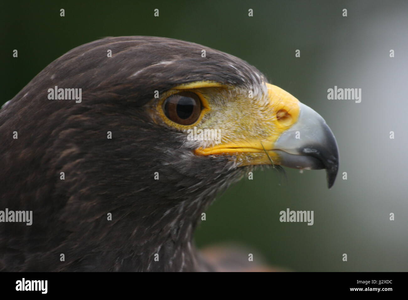 Harris Hawk Portrait, Head Shot of Harris Hawk in Profile Stock Photo ...
