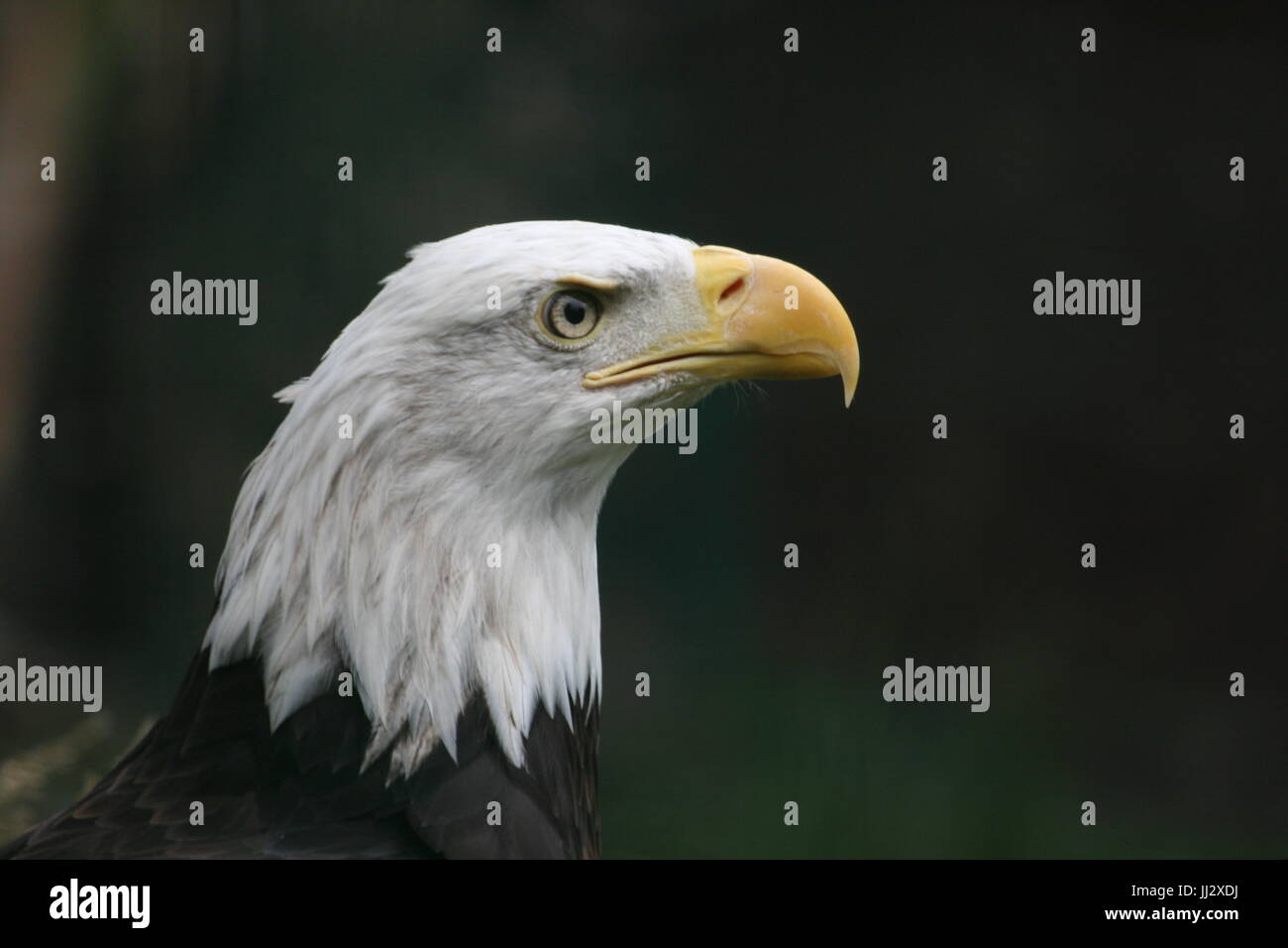 Bald Eagle, Profile Stock Photo - Alamy