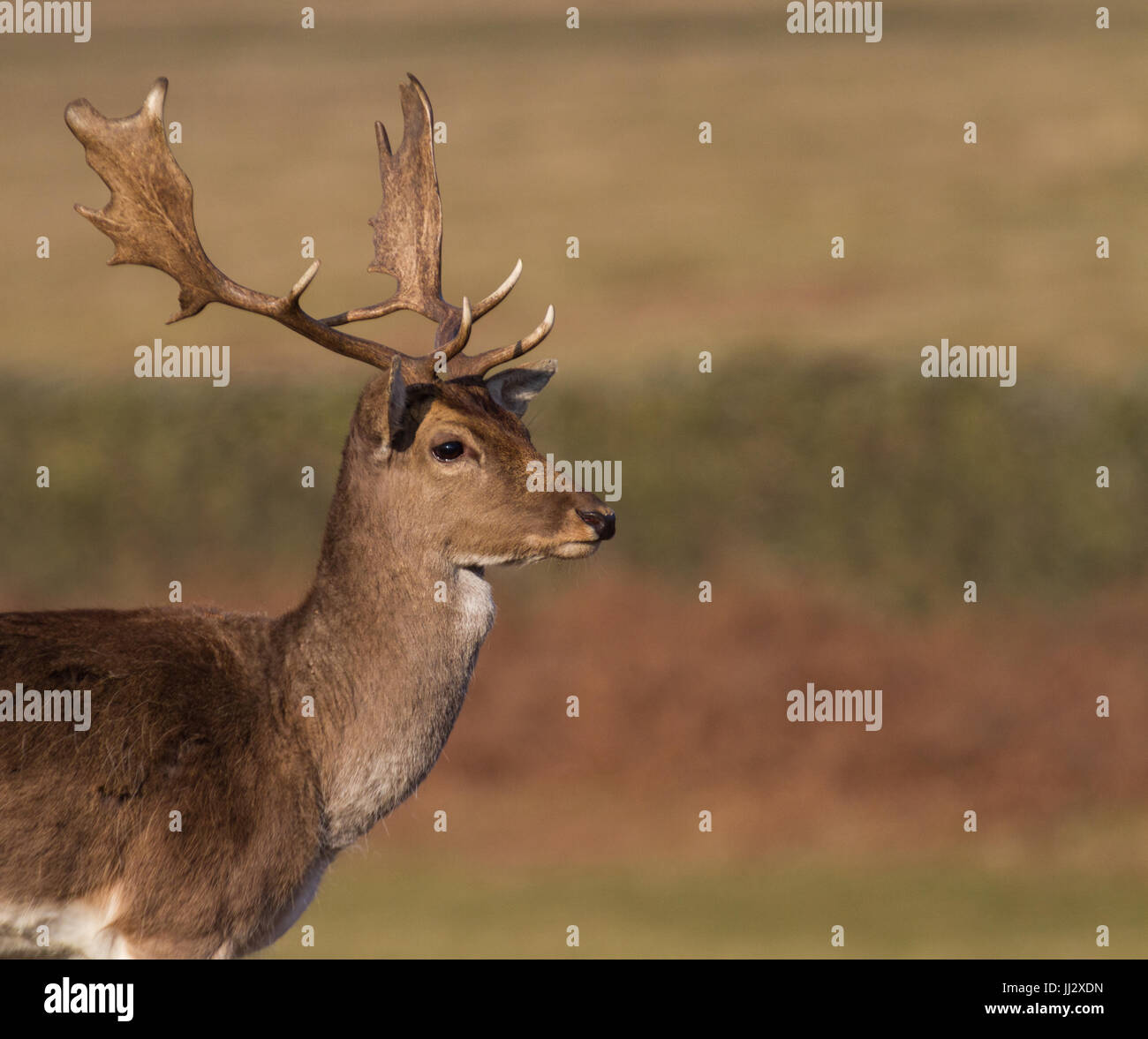 Fallow Deer Stag, A fallow deer stag, at bradgate park, leicestershire ...