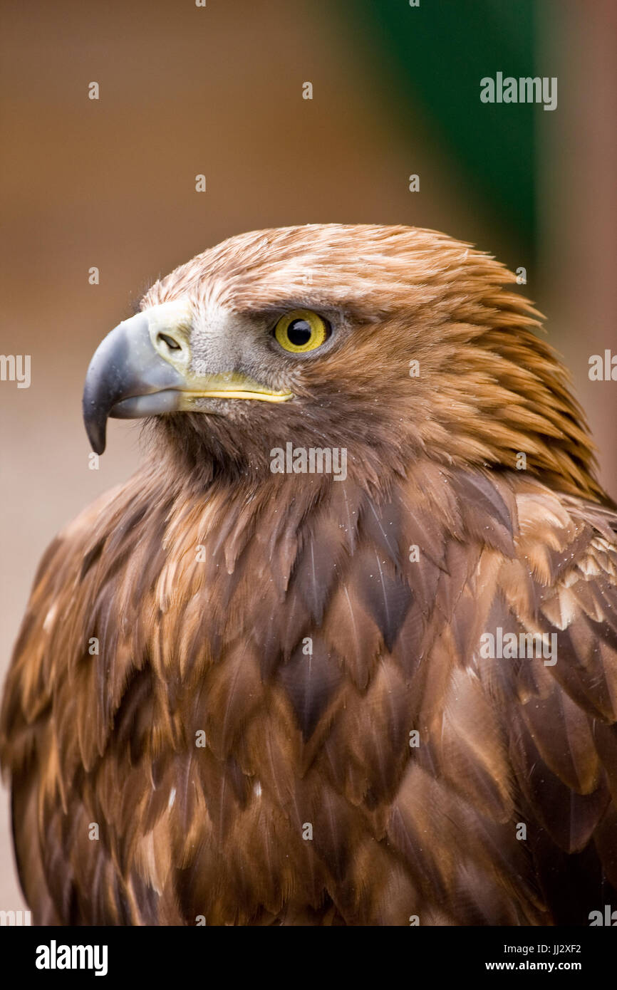 Golden eagle profile hi-res stock photography and images - Alamy