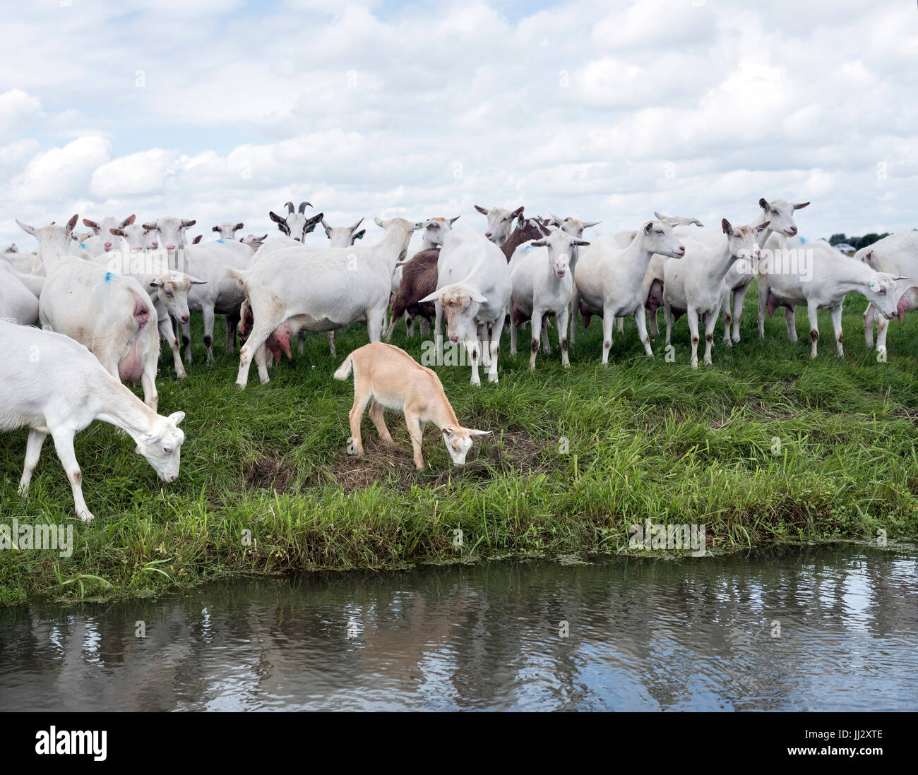 white goats in green grassy dutch meadow in the netherlands Stock Photo ...