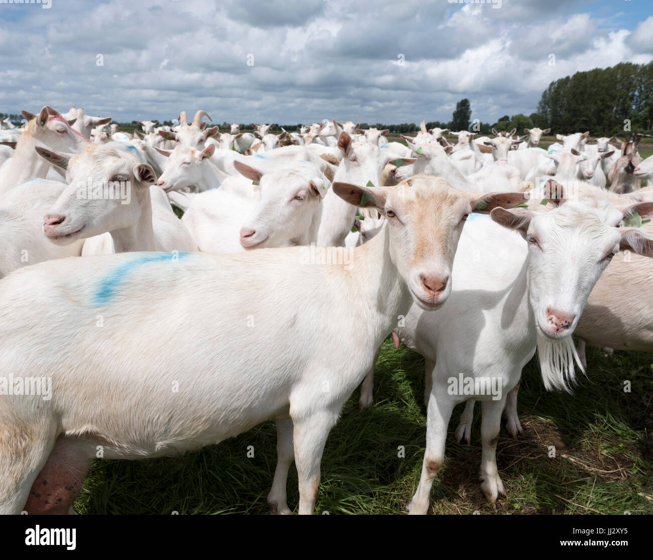 white goats in green grassy dutch meadow in the netherlands Stock Photo ...