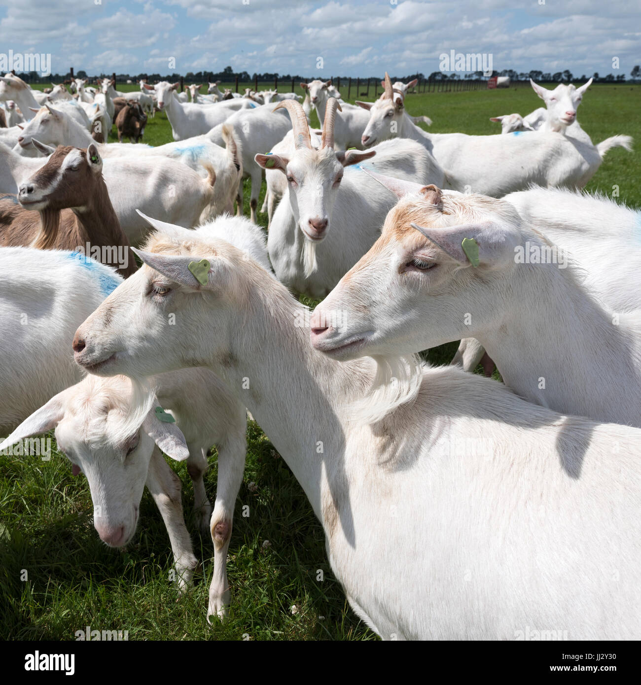 white goats in green grassy dutch meadow in the netherlands Stock Photo ...