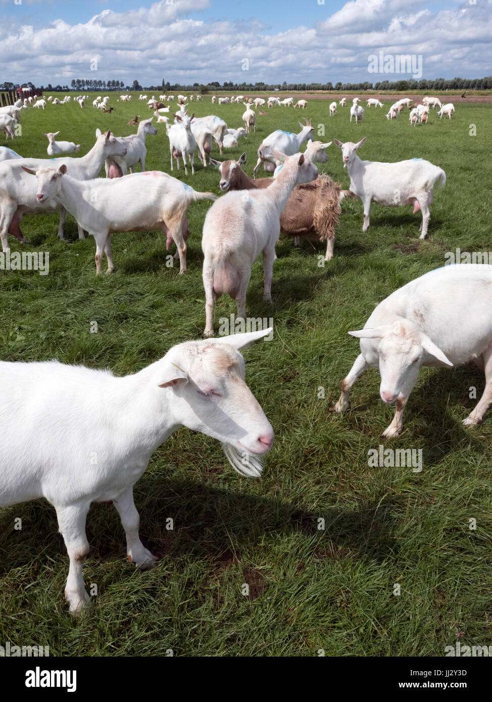 white goats in green grassy dutch meadow in the netherlands Stock Photo ...