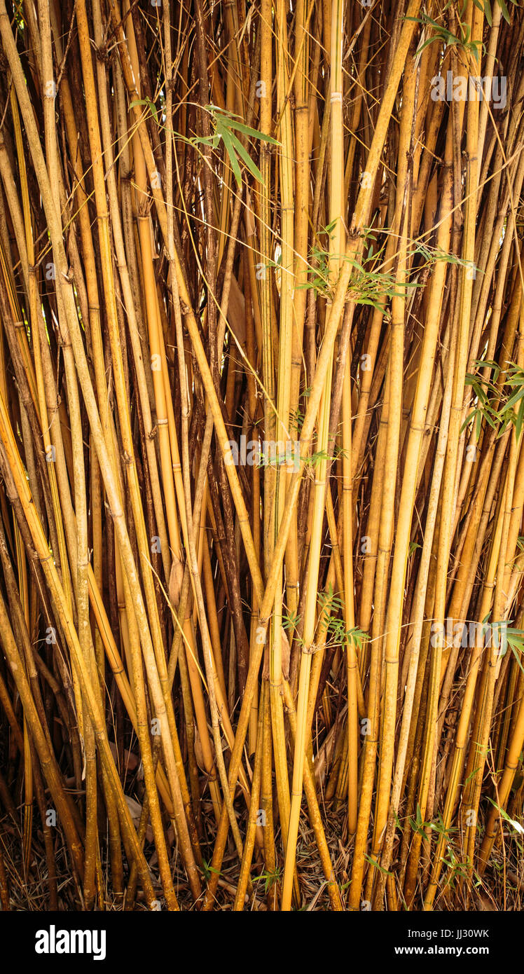 Tall Bamboo Stalks High Resolution Stock Photography and Images - Alamy
