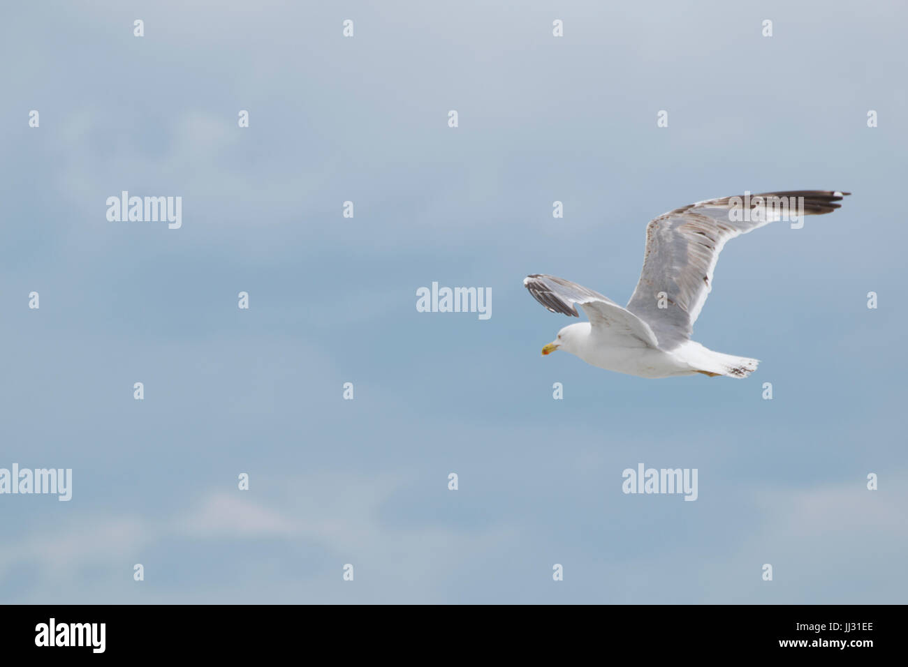 Aquatic avifauna hi-res stock photography and images - Alamy